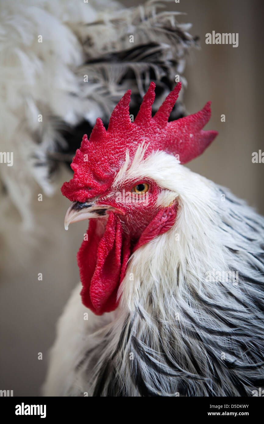 Rooster comb hi-res stock photography and images - Alamy