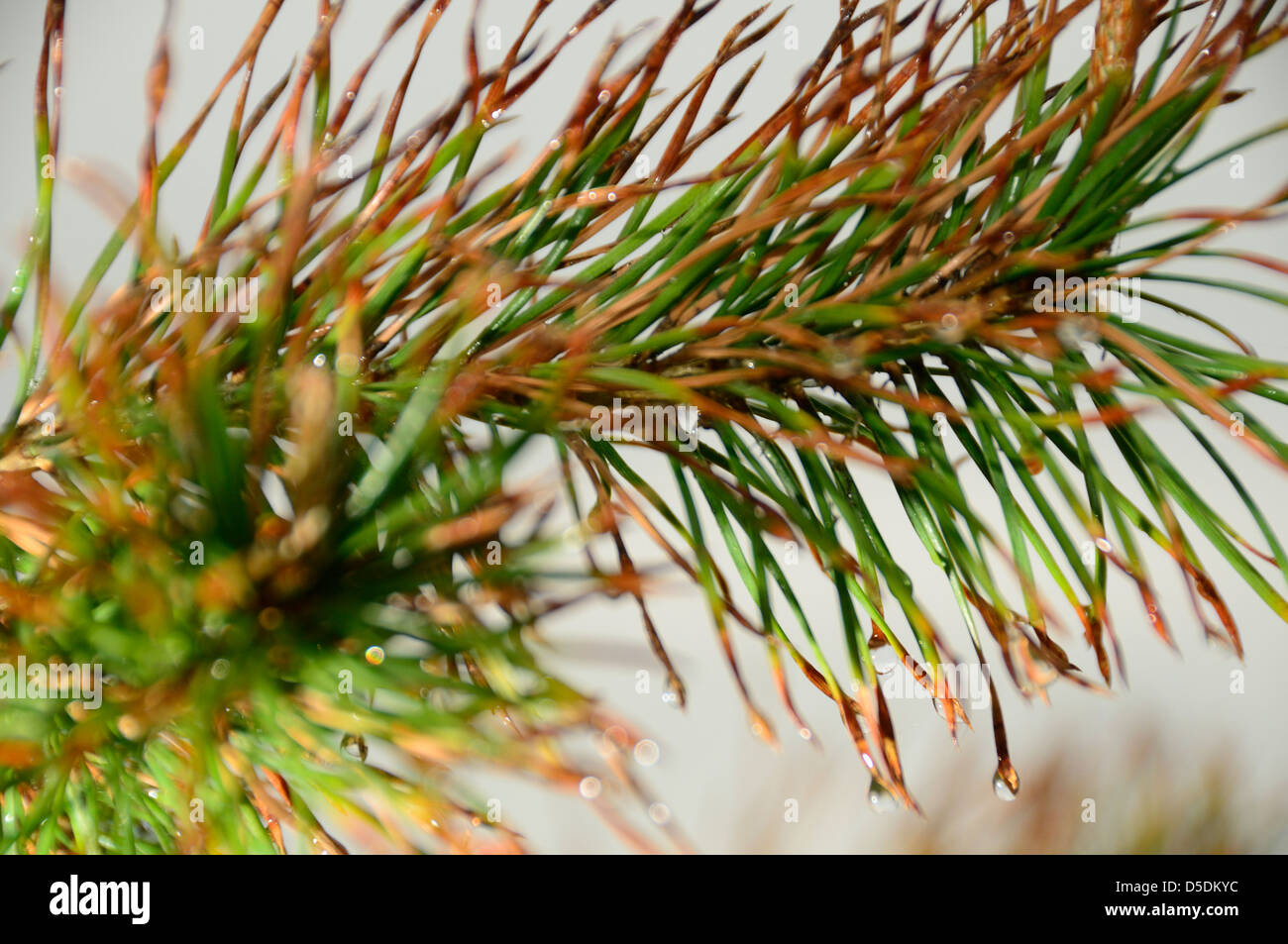 The pine needles photographed close up Stock Photo - Alamy