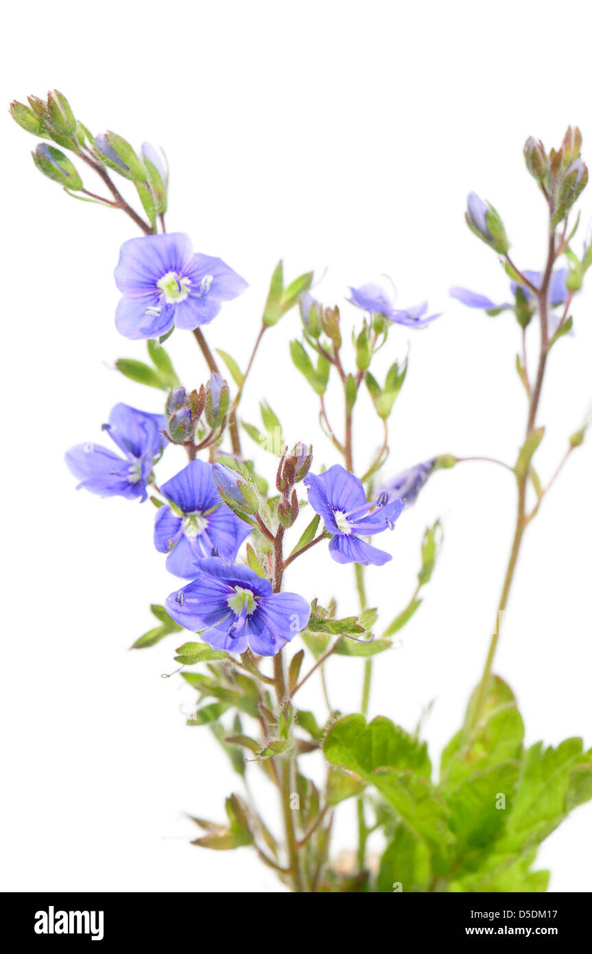 The blue flowers isolated on a white background Stock Photo - Alamy