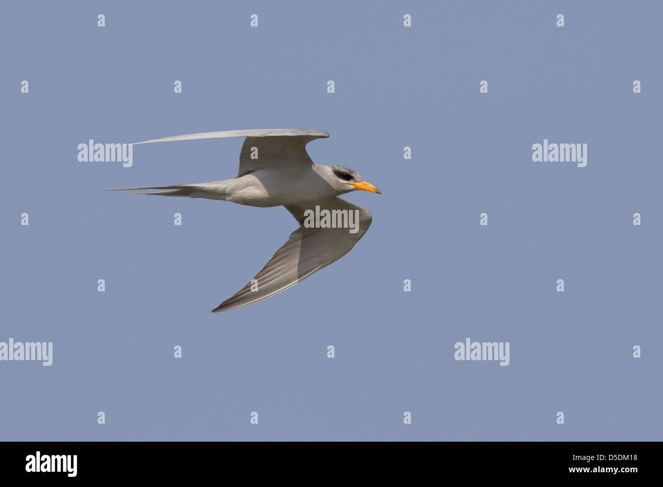 Indian River Tern (Sterna aurantia) in flight Stock Photo - Alamy