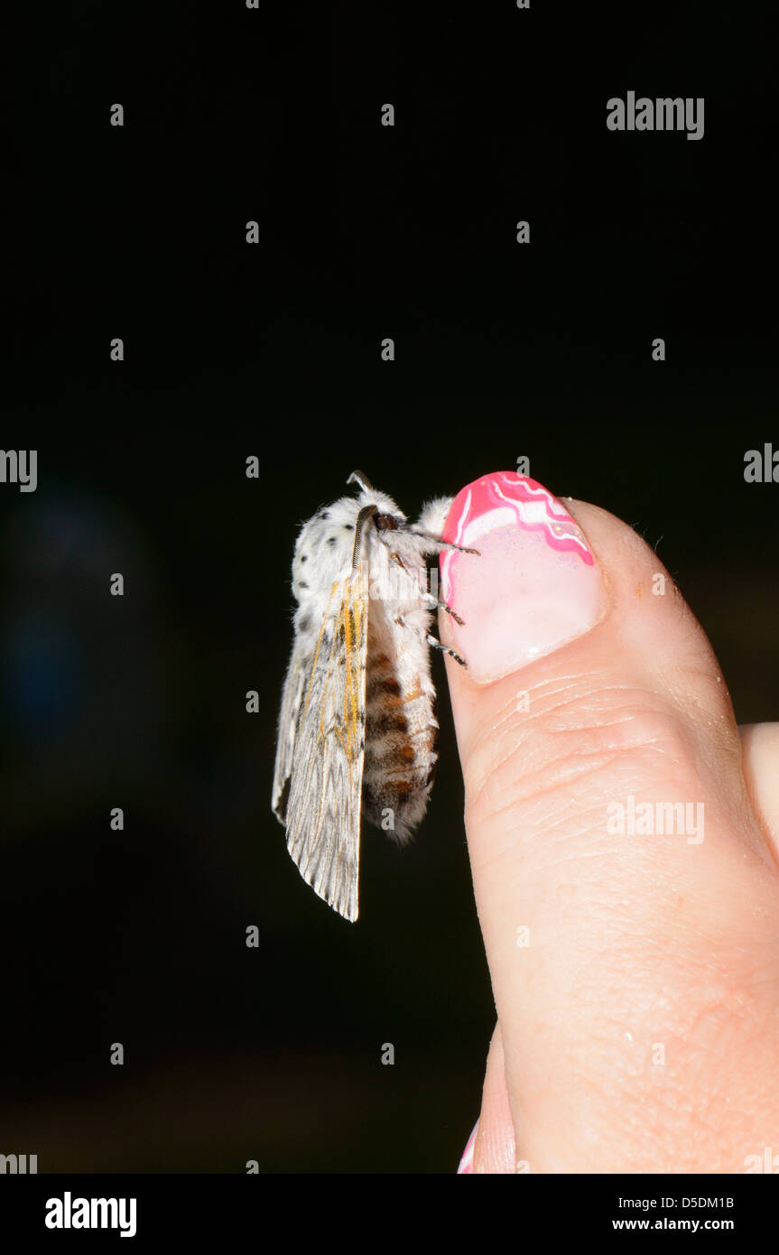 Night butterfly, poplar sphinx male Stock Photo - Alamy