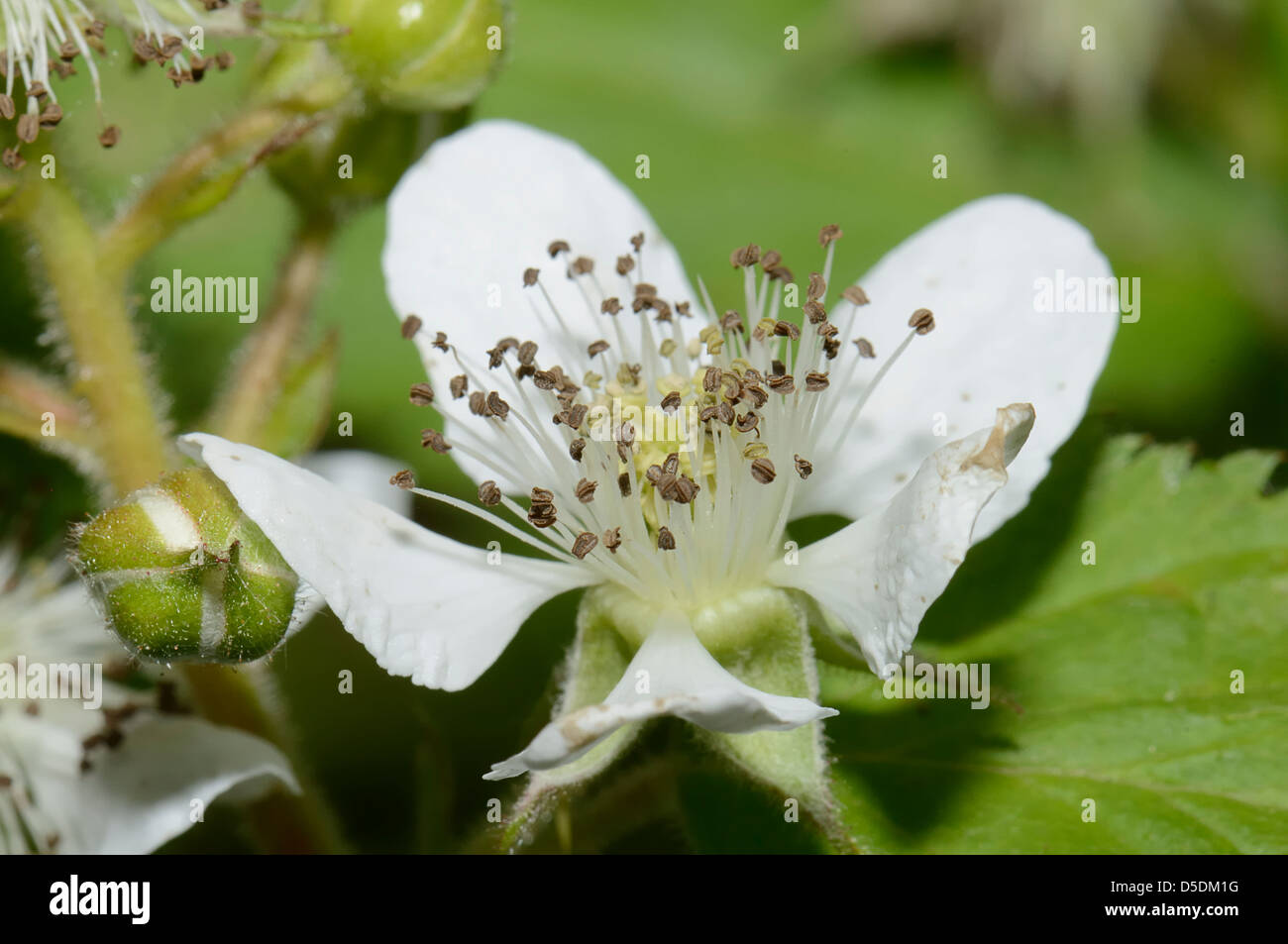 The flowers of a strawberry photographed close up Stock Photo - Alamy
