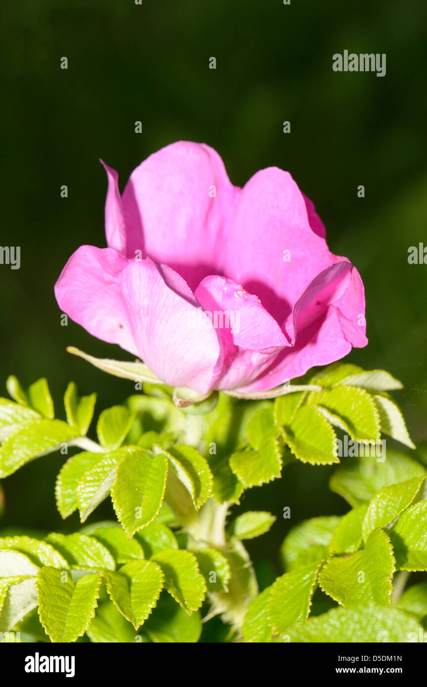 The flower of a wild rose photographed close up Stock Photo - Alamy
