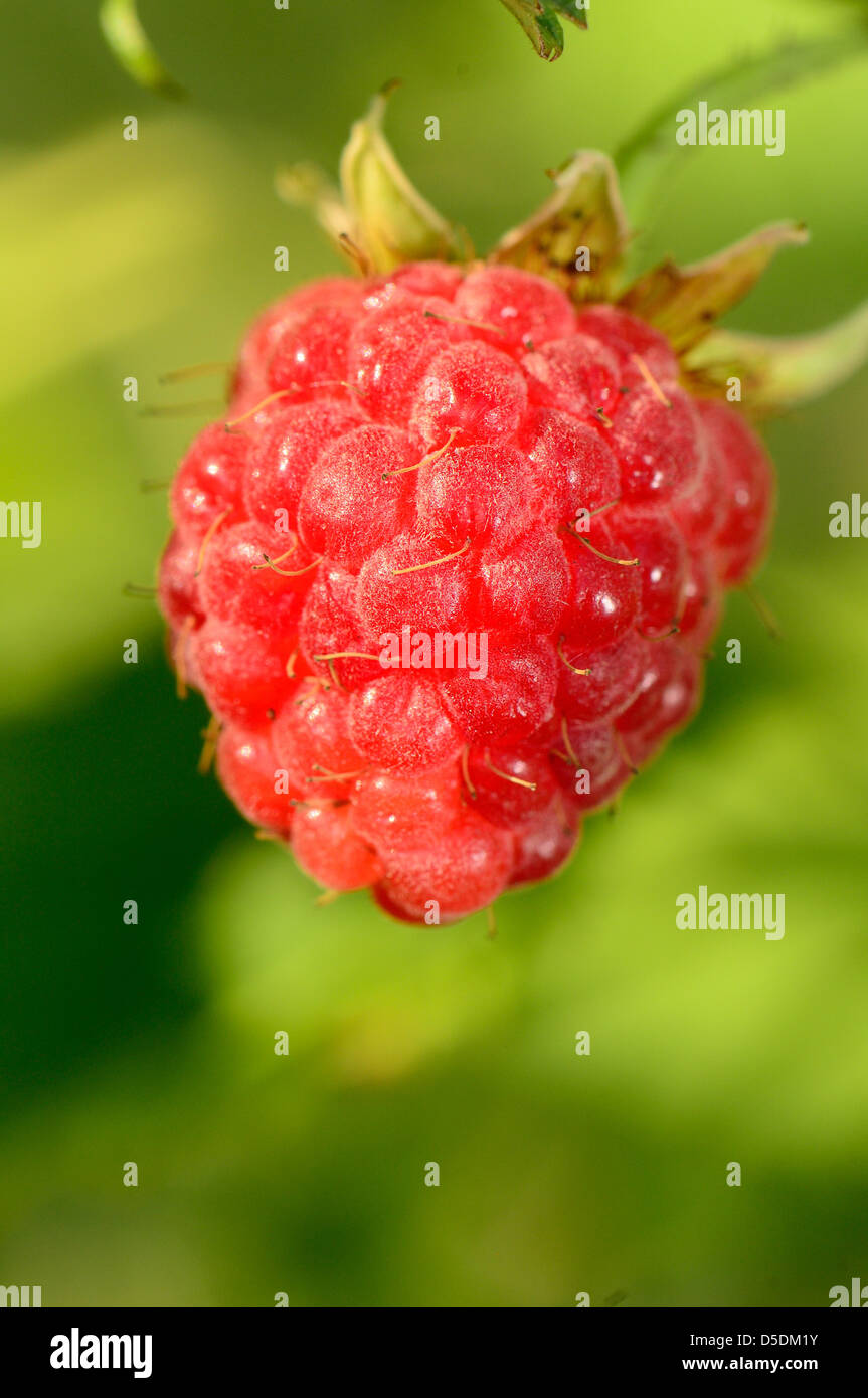 Ripe raspberry with green leaf Stock Photo - Alamy