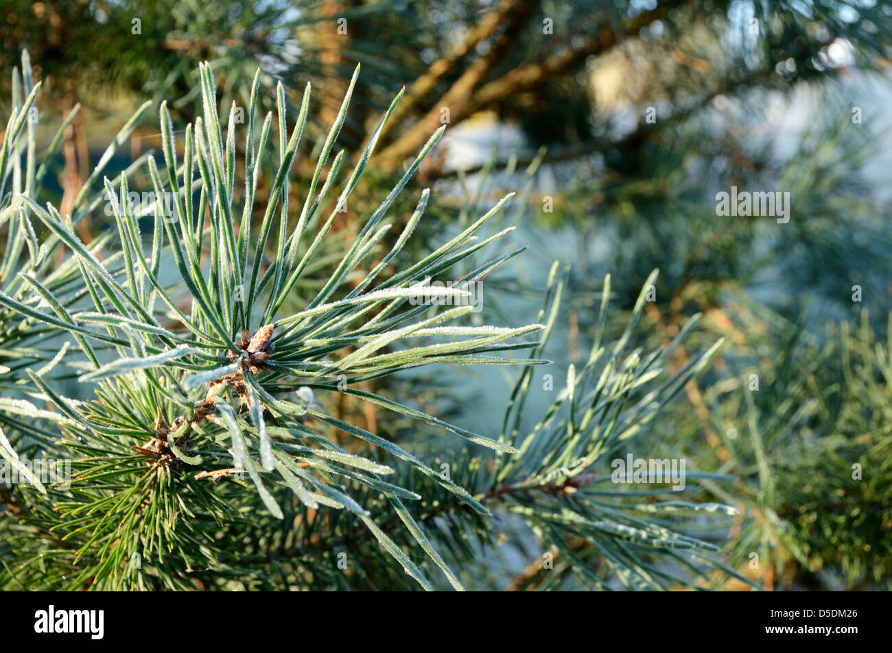 The pine needles photographed close up Stock Photo - Alamy