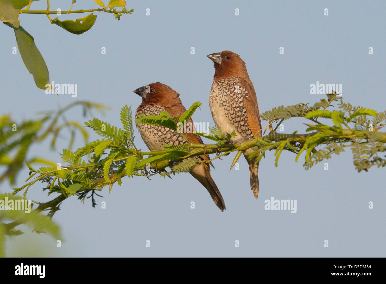 Scaly-breasted Munia or Spotted Munia (Lonchura punctulata), also known ...