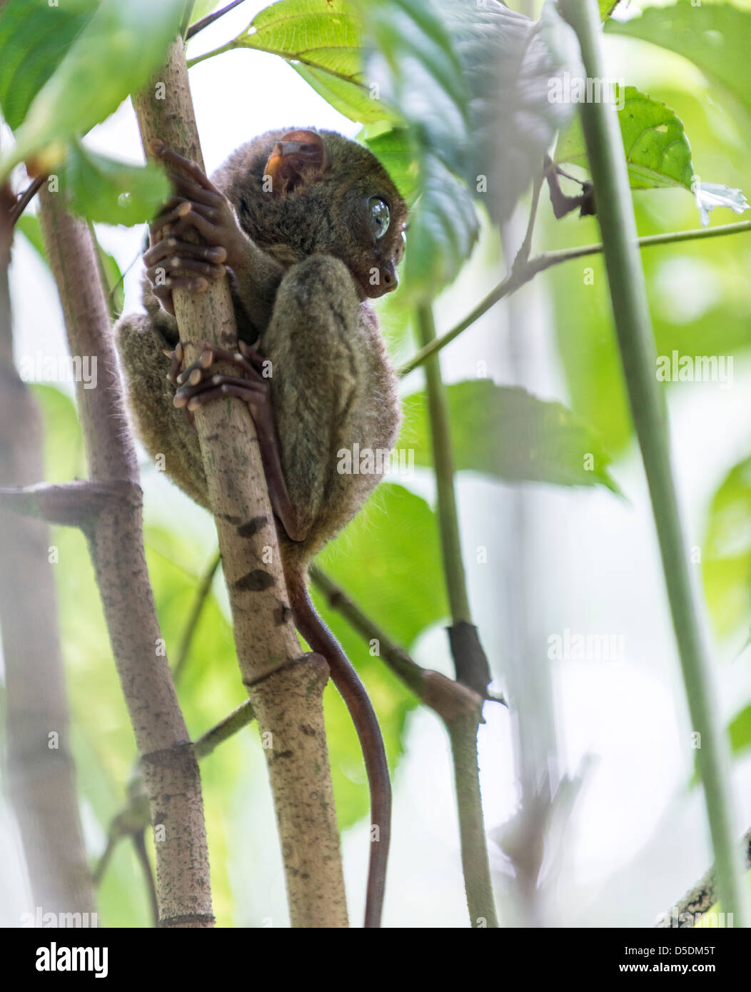 Tarsier primate sitting in a tree Stock Photo - Alamy