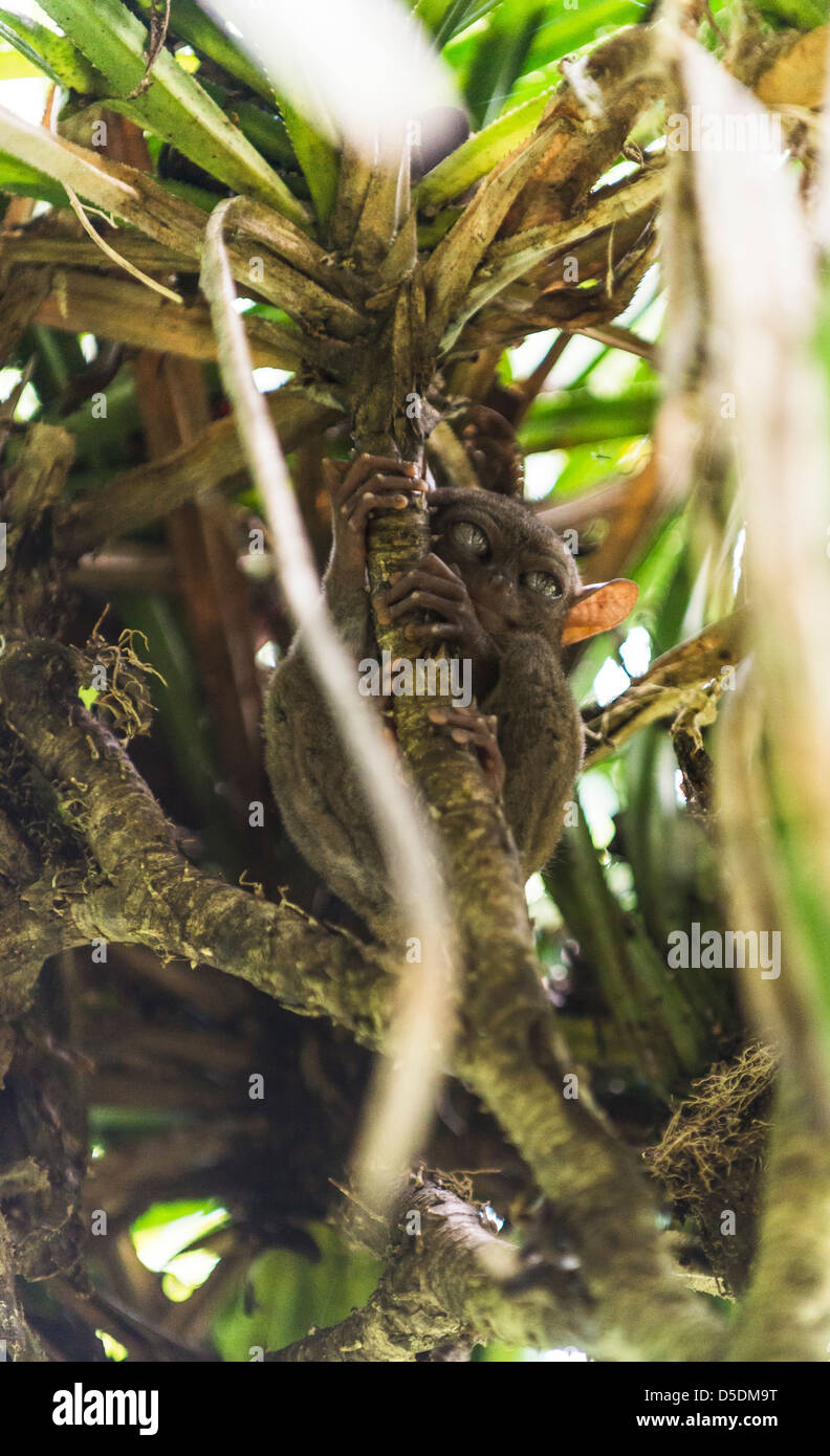Tarsier primate sitting in a tree Stock Photo - Alamy