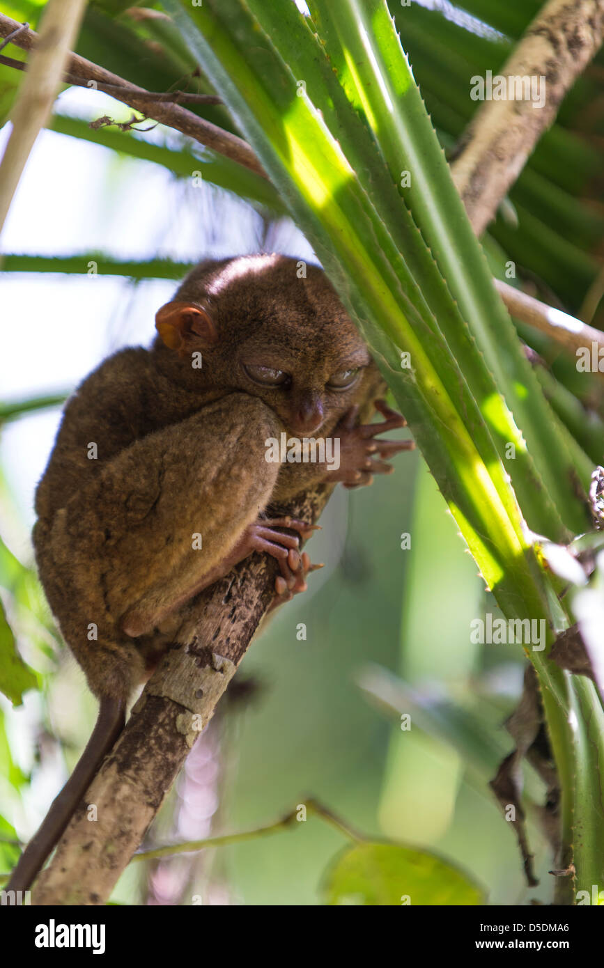 Tarsier monkey hi-res stock photography and images - Alamy
