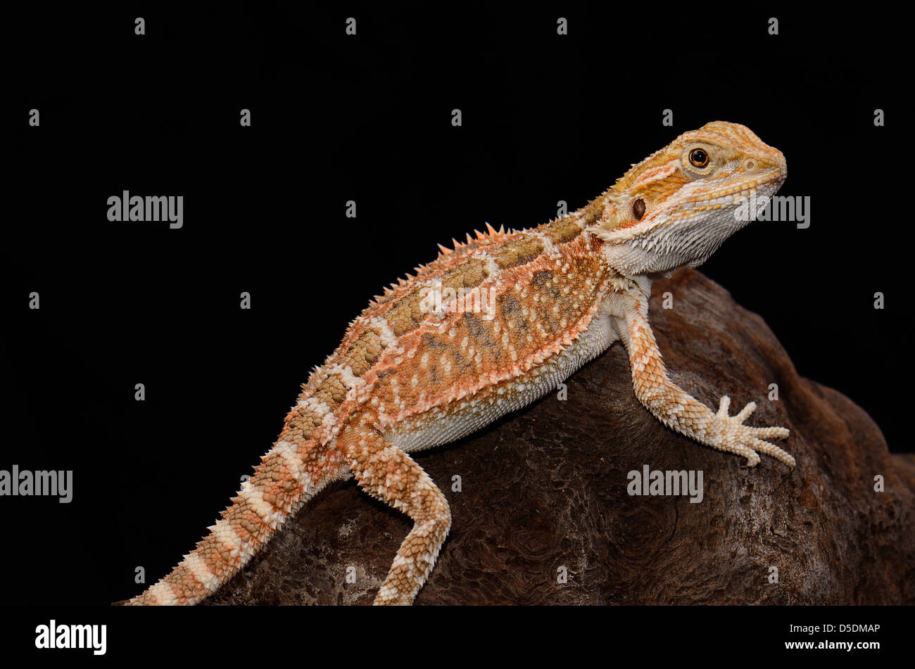 Normal Bearded Dragon