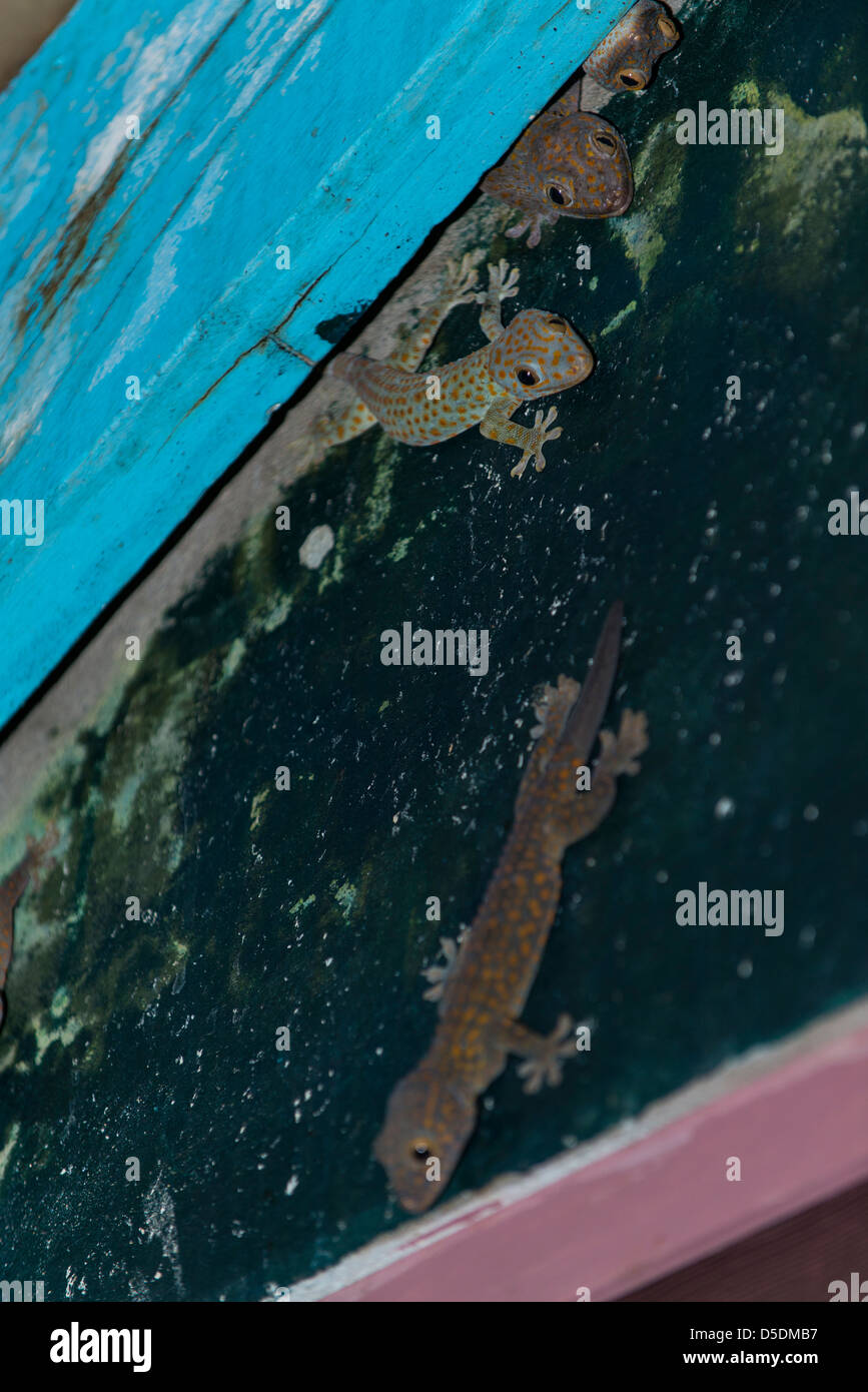 Geckos on wall hi-res stock photography and images - Alamy