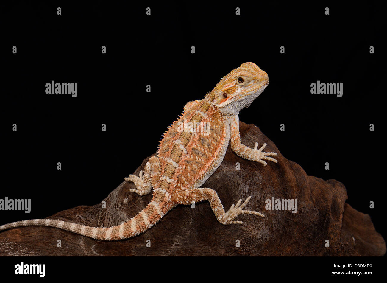 Bearded dragon pogona vitticeps hi-res stock photography and images - Alamy