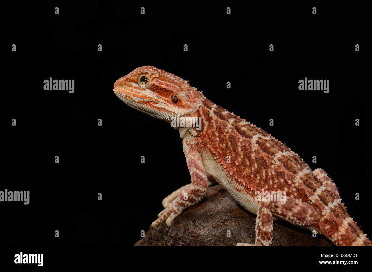 beautiful young red phase bearded dragon (Pogona vitticeps Stock Photo ...