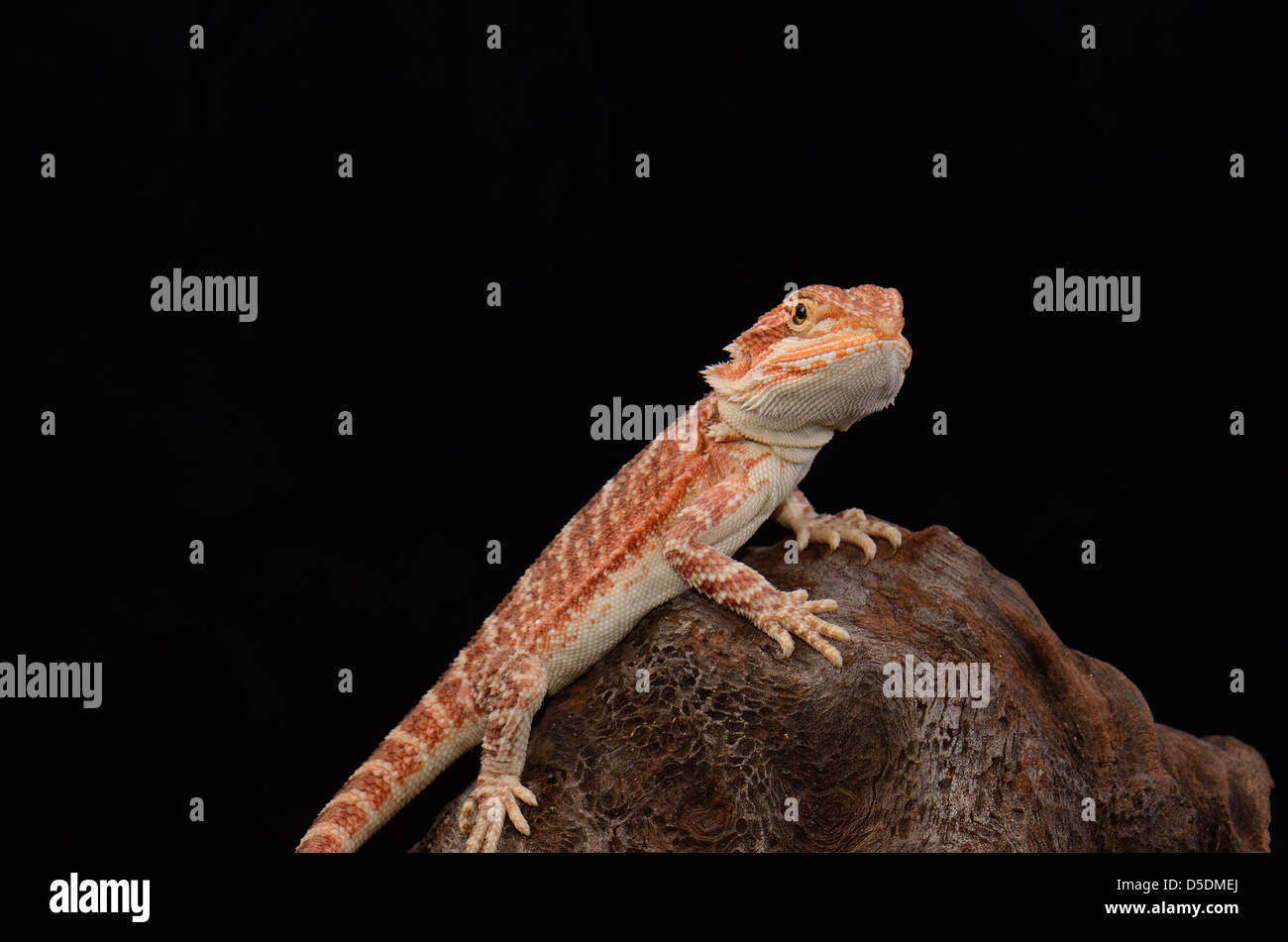 beautiful young red phase bearded dragon (Pogona vitticeps Stock Photo ...