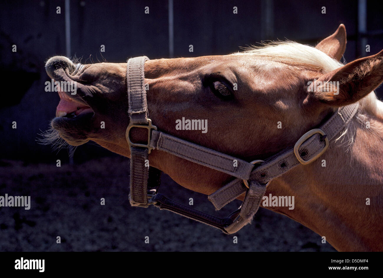 Stallion halter horse hi-res stock photography and images - Alamy