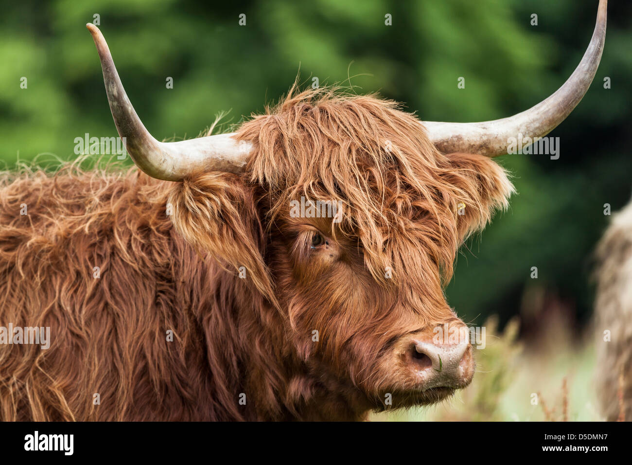Highland Cow in Scotland Stock Photo - Alamy