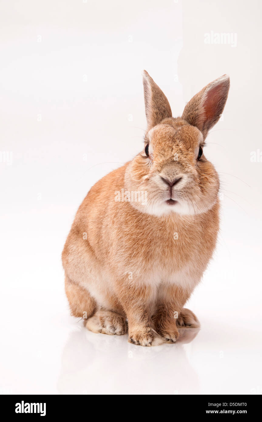funny rabbit posing on a white background Stock Photo - Alamy