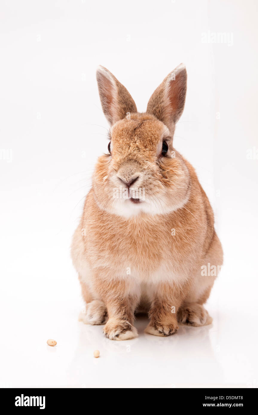 funny rabbit posing on a white background Stock Photo - Alamy