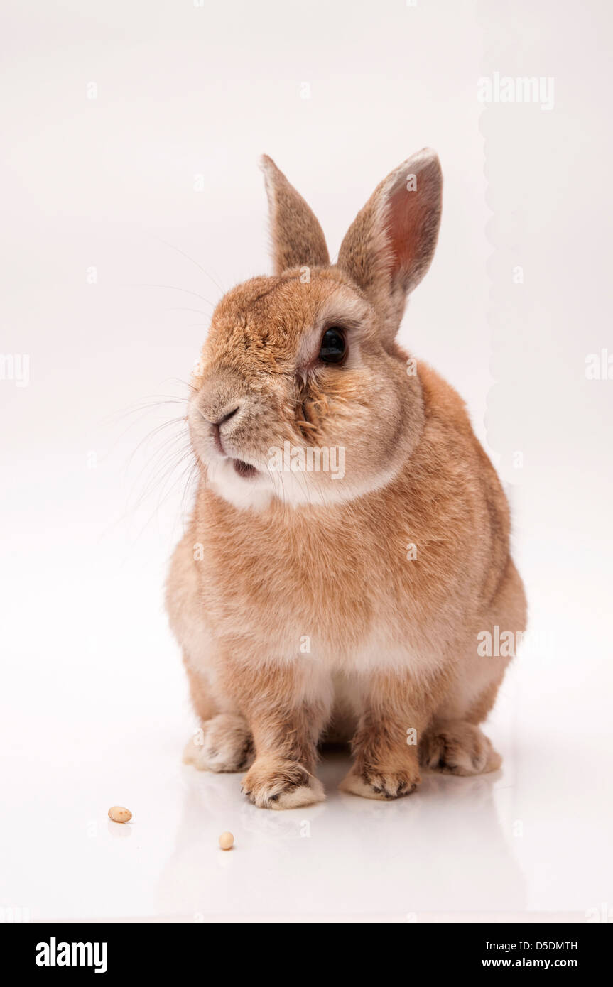 funny rabbit posing on a white background Stock Photo - Alamy