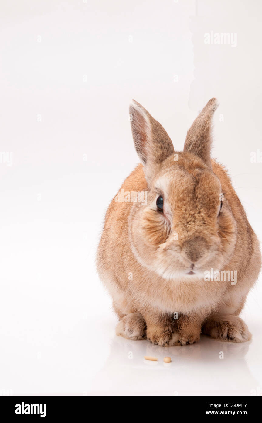 funny rabbit posing on a white background Stock Photo - Alamy