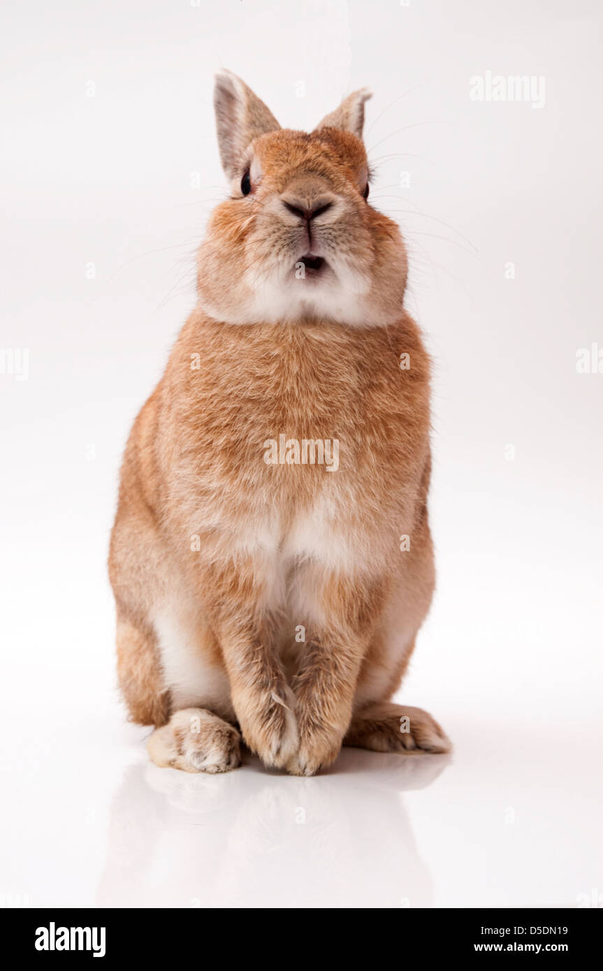 funny rabbit posing on a white background Stock Photo - Alamy