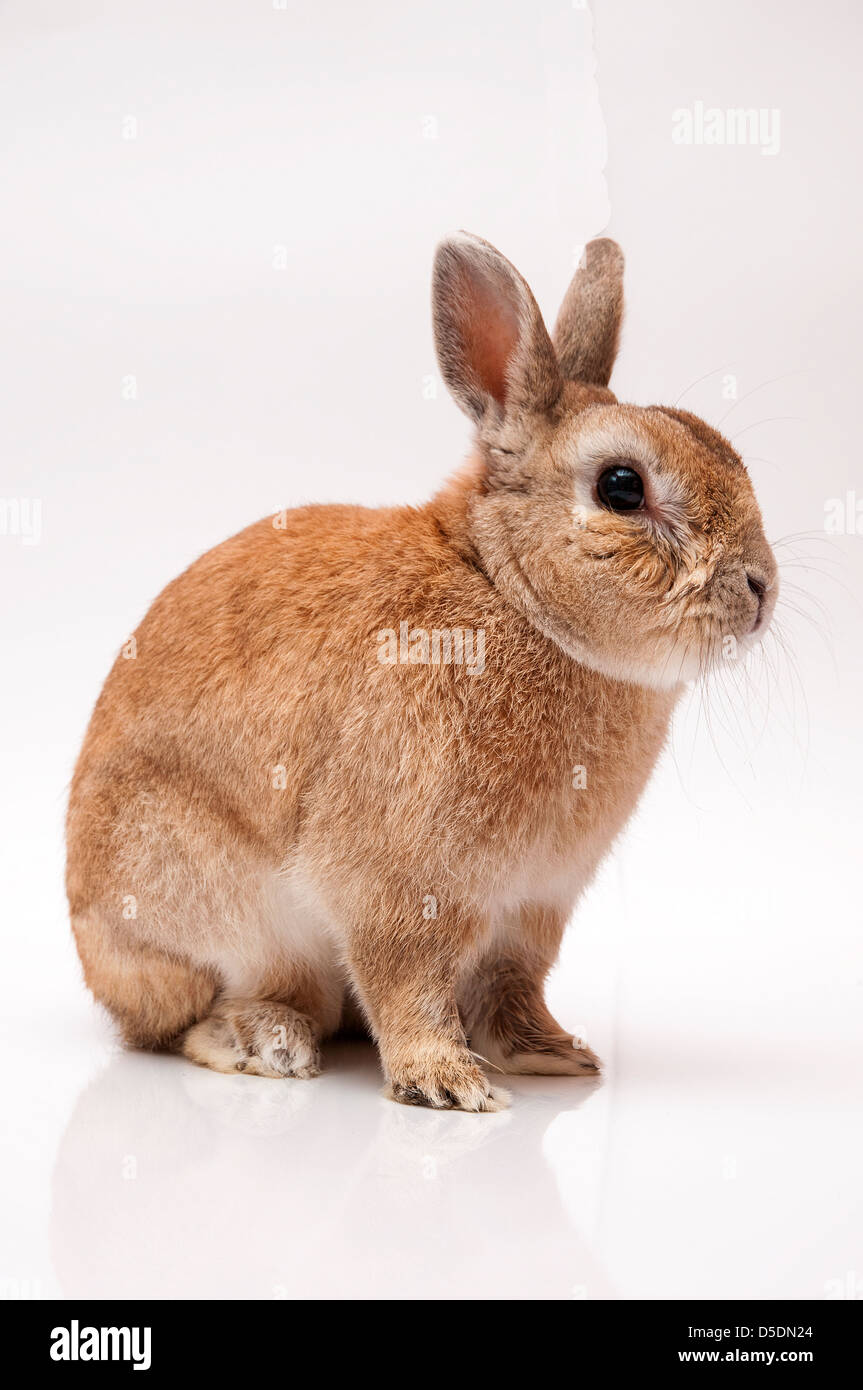 funny rabbit posing on a white background Stock Photo - Alamy