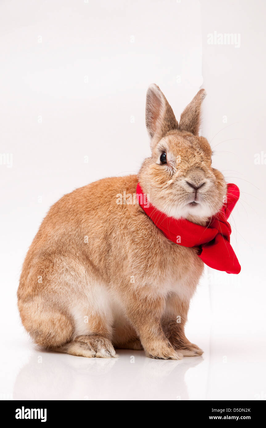 funny rabbit posing on a white background Stock Photo - Alamy