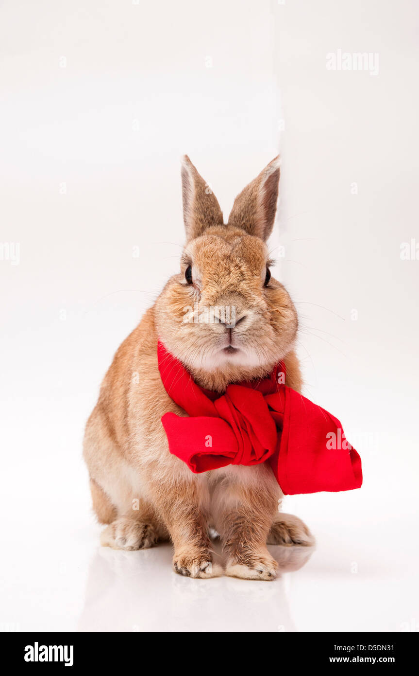 funny rabbit posing on a white background Stock Photo - Alamy