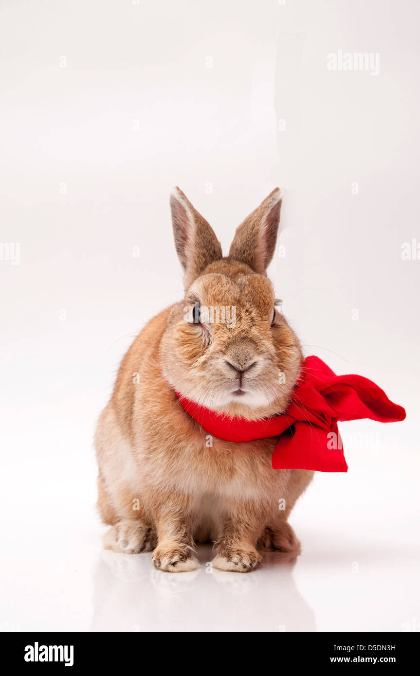 funny rabbit posing on a white background Stock Photo - Alamy