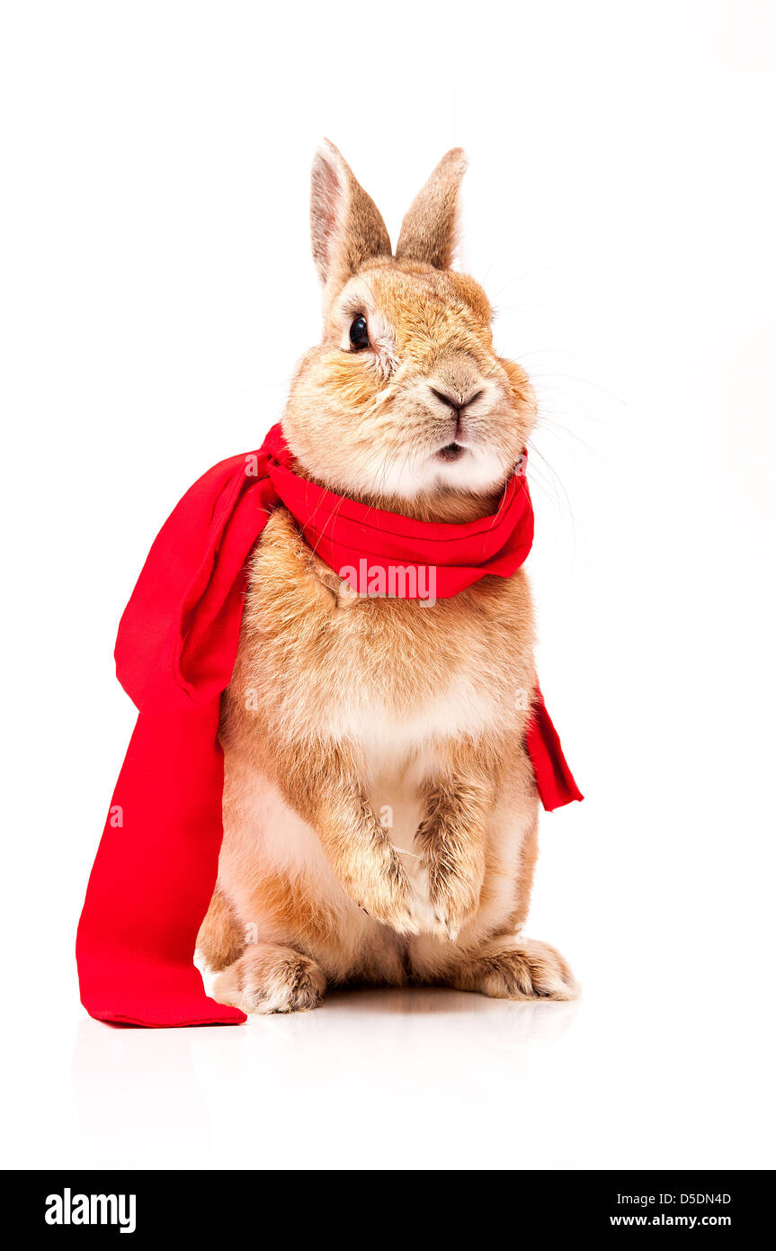 funny rabbit posing on a white background Stock Photo - Alamy