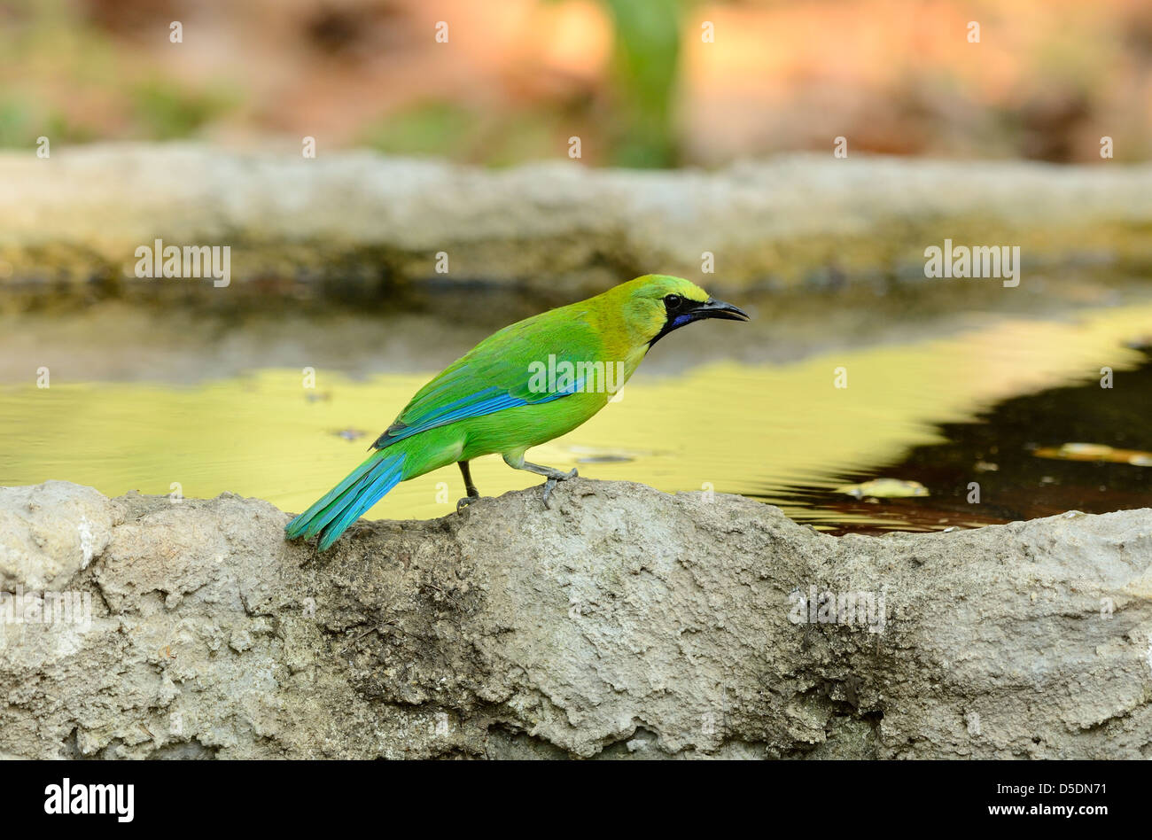 Blue winged leafbird hi-res stock photography and images - Alamy