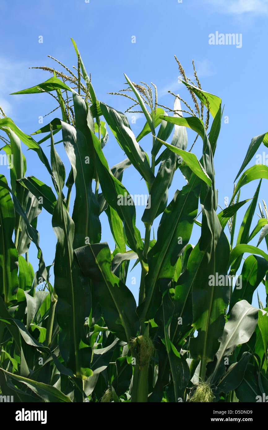Green corn plants and the clear blue sky Stock Photo - Alamy