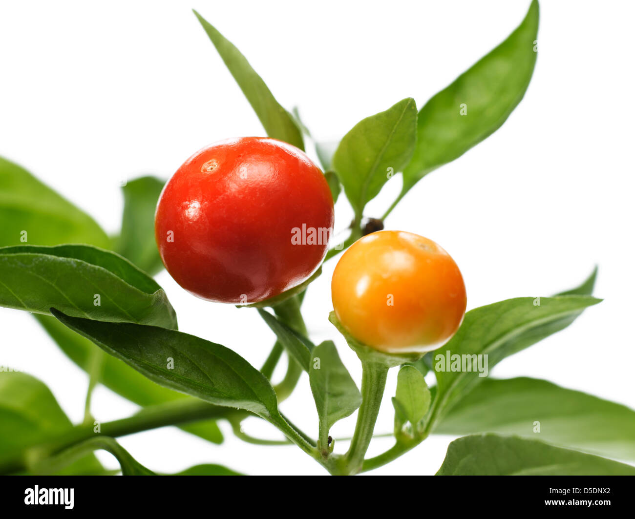 red cherry plant with leaves Stock Photo - Alamy