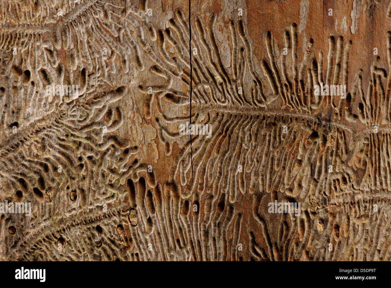 Beetle Tracks High Resolution Stock Photography and Images - Alamy