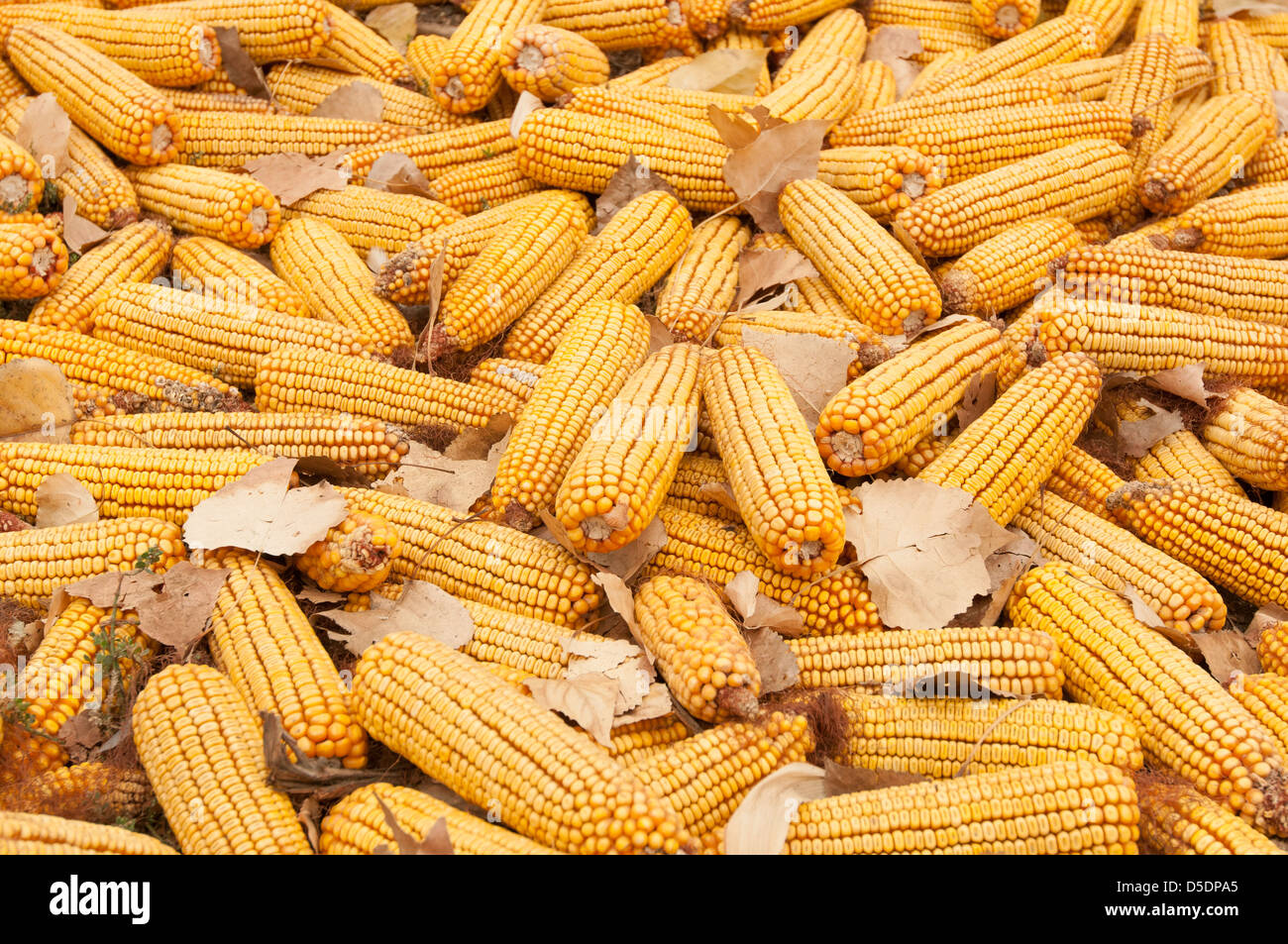dry yellow corn for food in the winter Stock Photo - Alamy