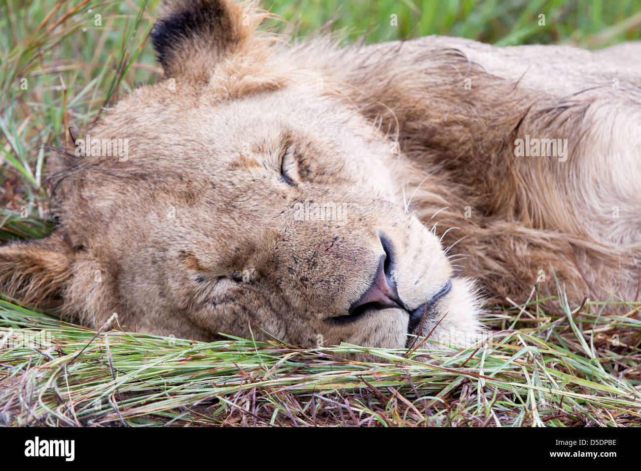 Male Lion in the bush. South Africa, Kruger's National Park Stock Photo ...