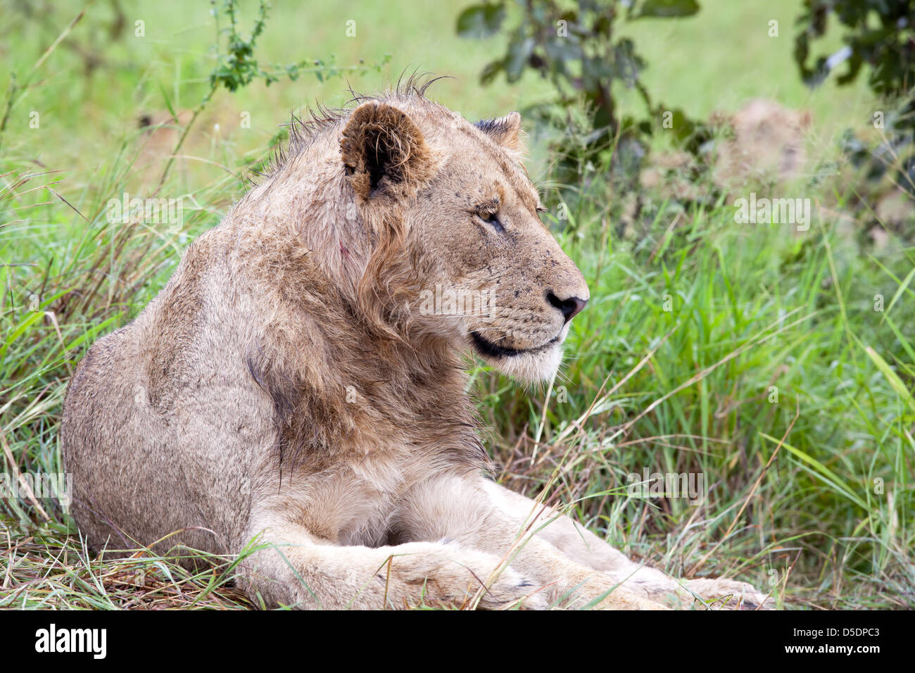 Male Lion in the bush. South Africa, Kruger's National Park Stock Photo ...
