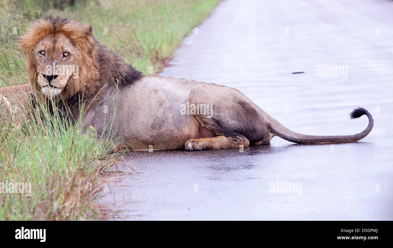 Male Lion in the bush. South Africa, Kruger's National Park Stock Photo ...