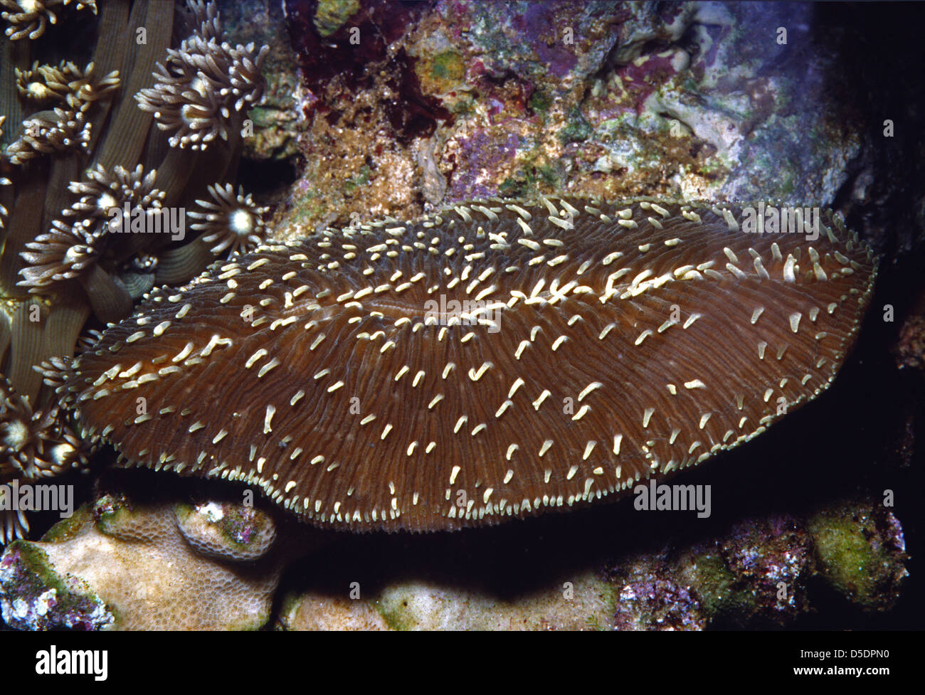 Mushroom Coral Fungia simplex, Fungiidae, Indo-pacific ocean Stock ...