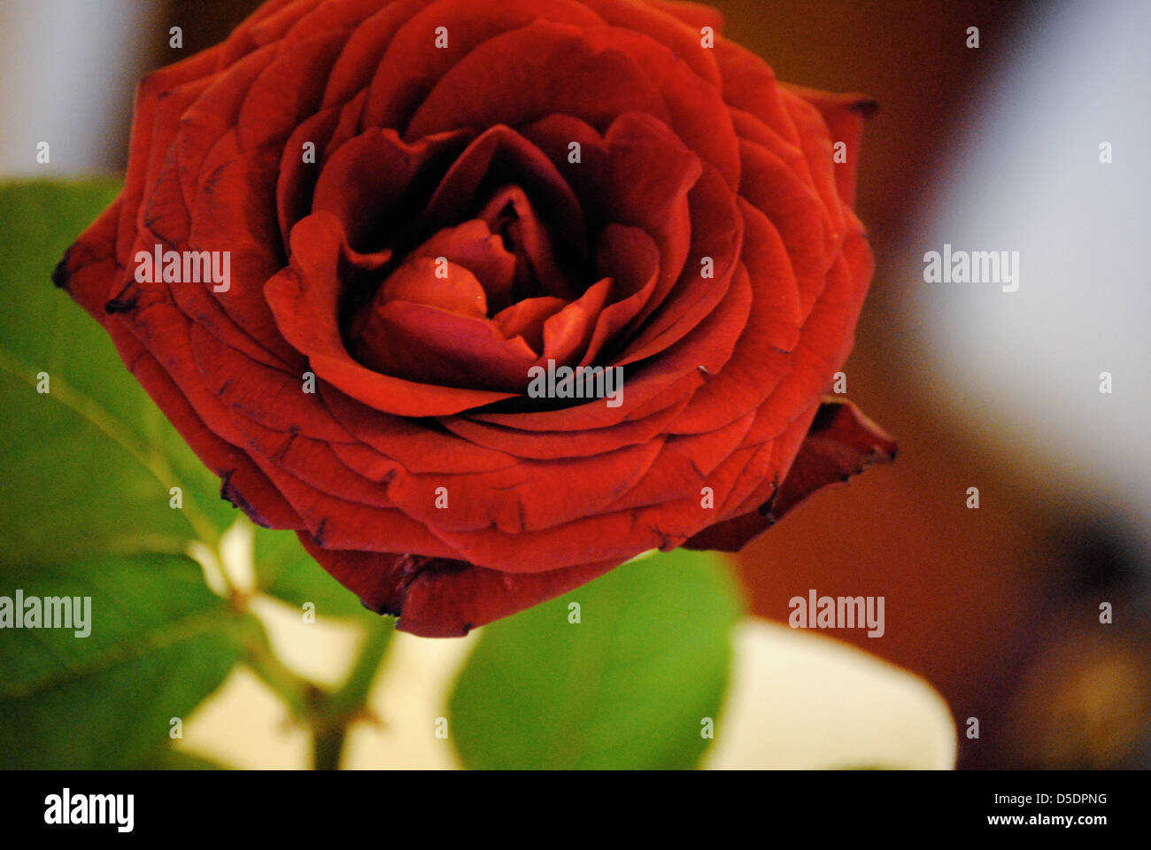A red rose in full bloom Stock Photo - Alamy