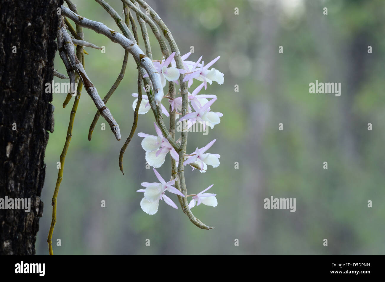 beautiful wild orchid (Dendrobium primulinum) in forest of Thailand ...