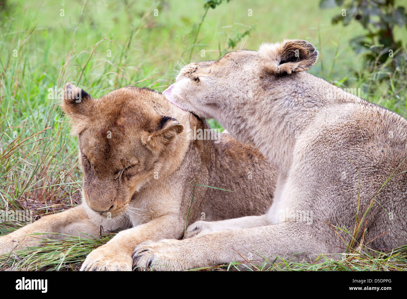 Female Lion in the bush. South Africa, Kruger's National Park Stock ...