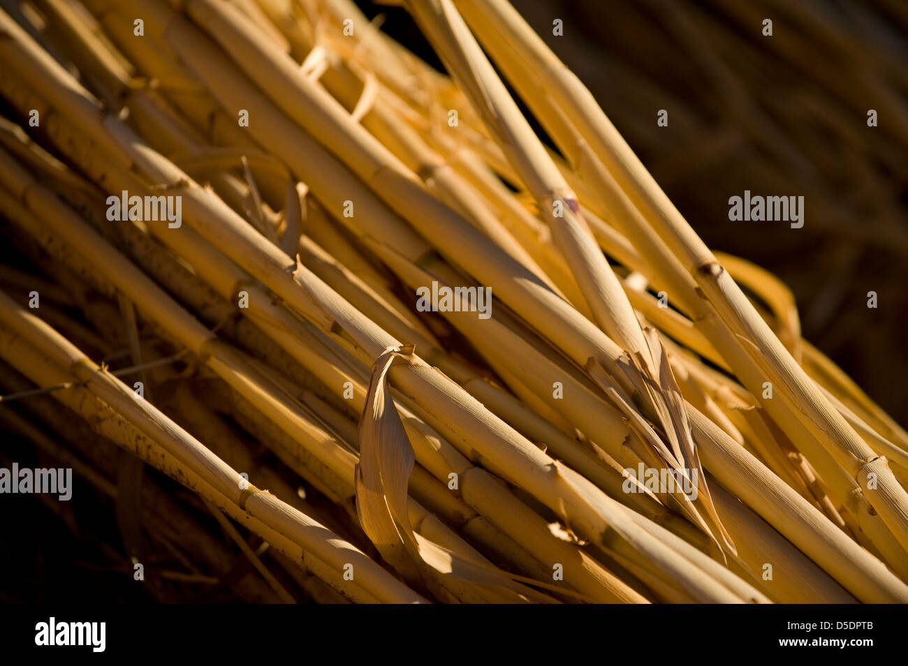 Dried Bamboo in the sun (Bambuseae spp Stock Photo - Alamy