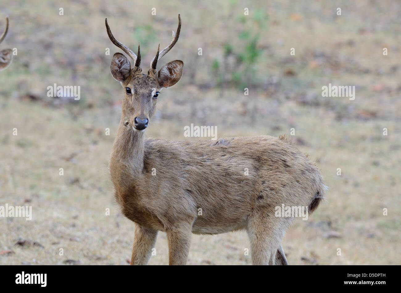 beautiful male Eld's Deer (Cervus eldii) at Huay Kha Khaeng Wildlife ...