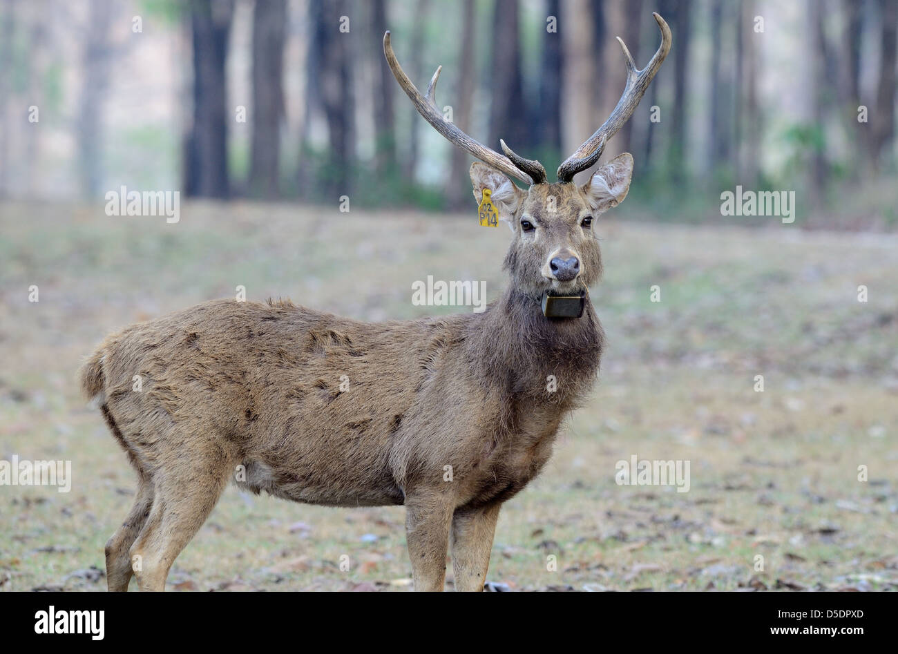 beautiful male Eld's Deer (Cervus eldii) at Huay Kha Khaeng Wildlife ...