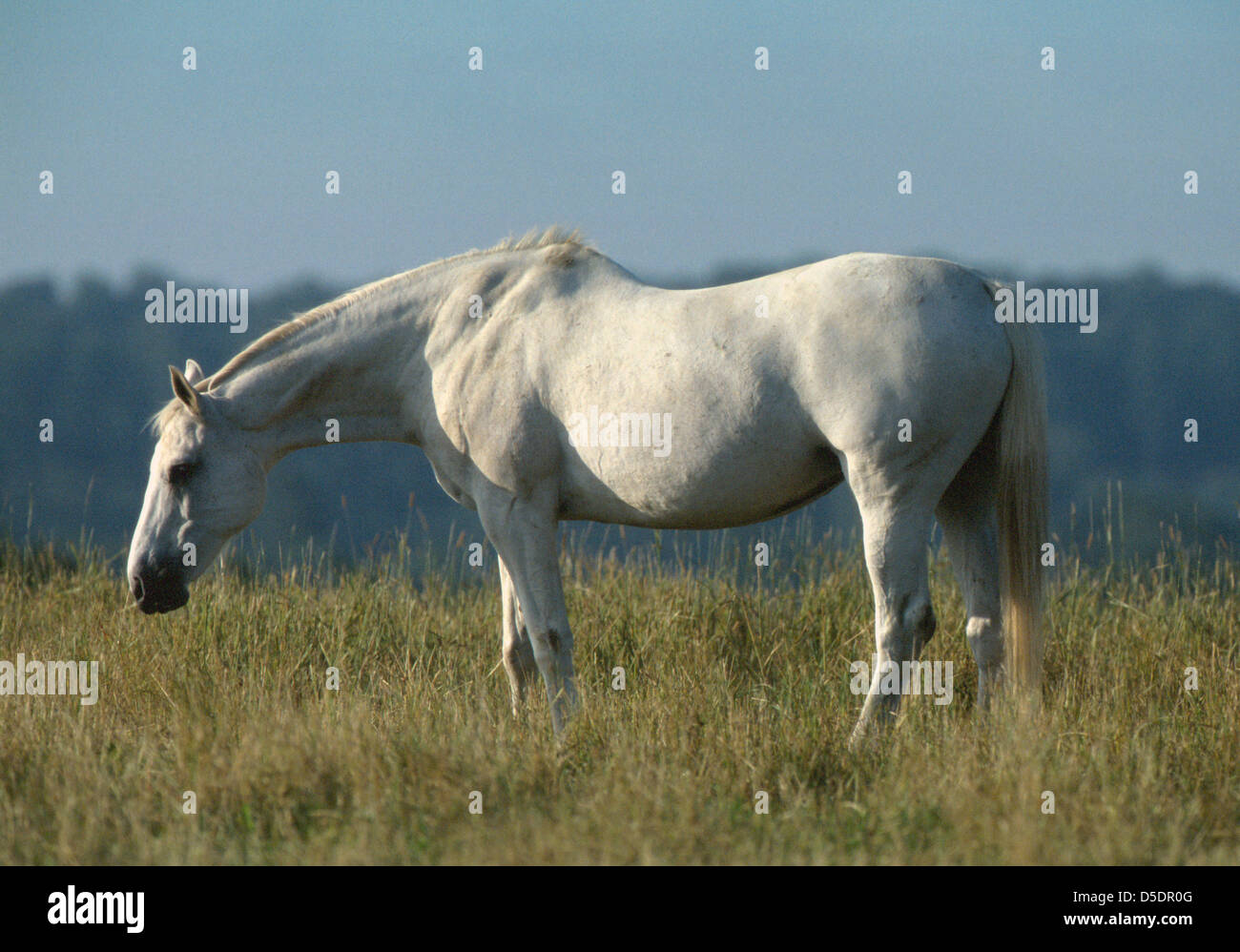Roan feeding on an enclosed pasture land Stock Photo - Alamy