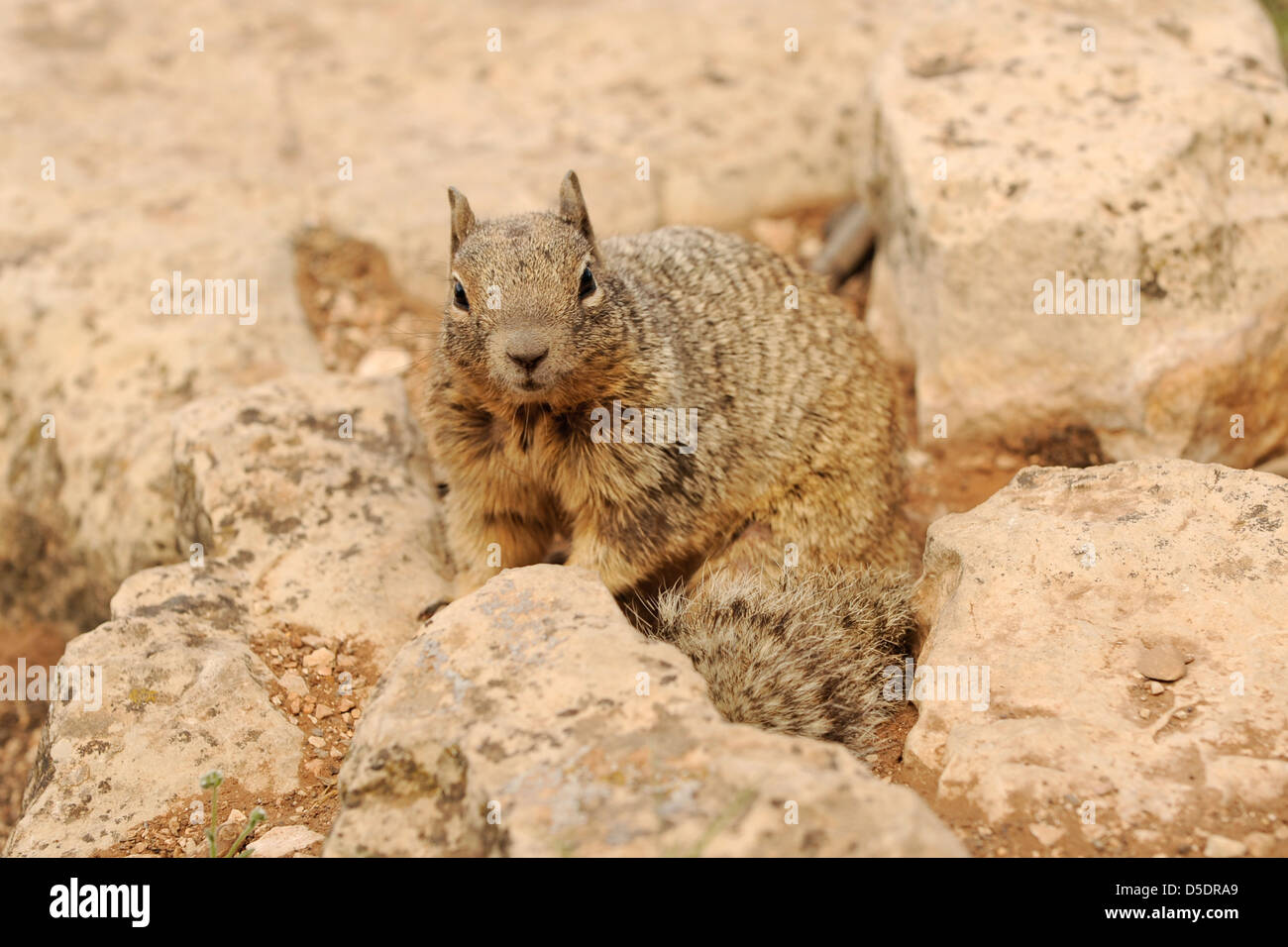 Grand Canyon Rock Squirrel (Spermophilus variegatus Stock Photo - Alamy