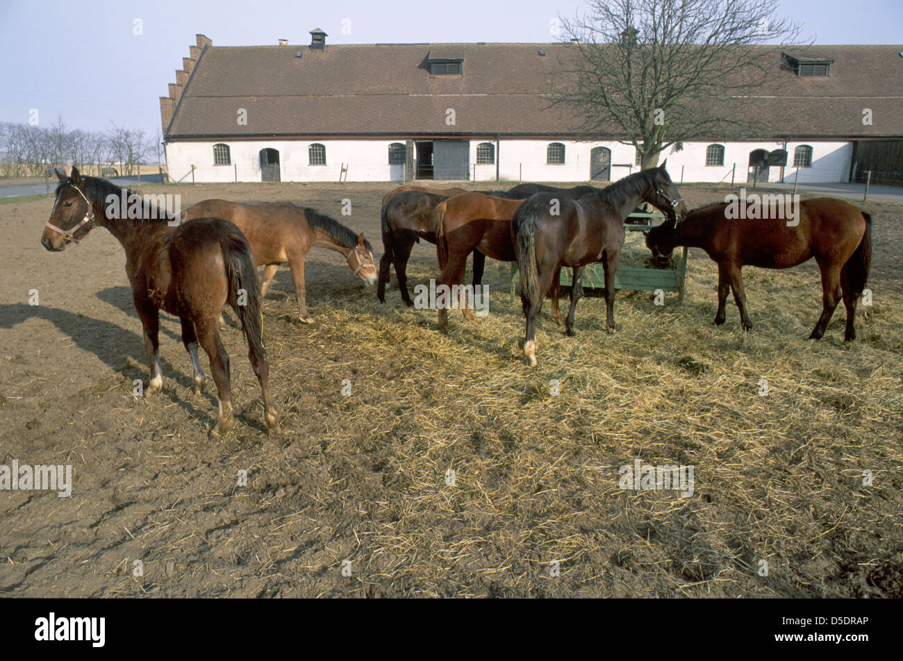 Young horses outside the stable Stock Photo - Alamy