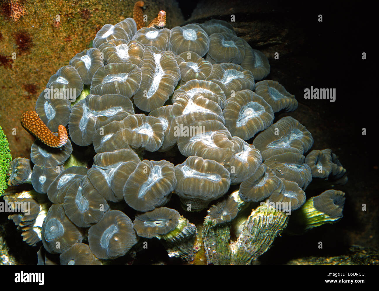 Trumpet coral Caulastrea sp., Faviidae Indo-pacific Ocean Stock Photo ...