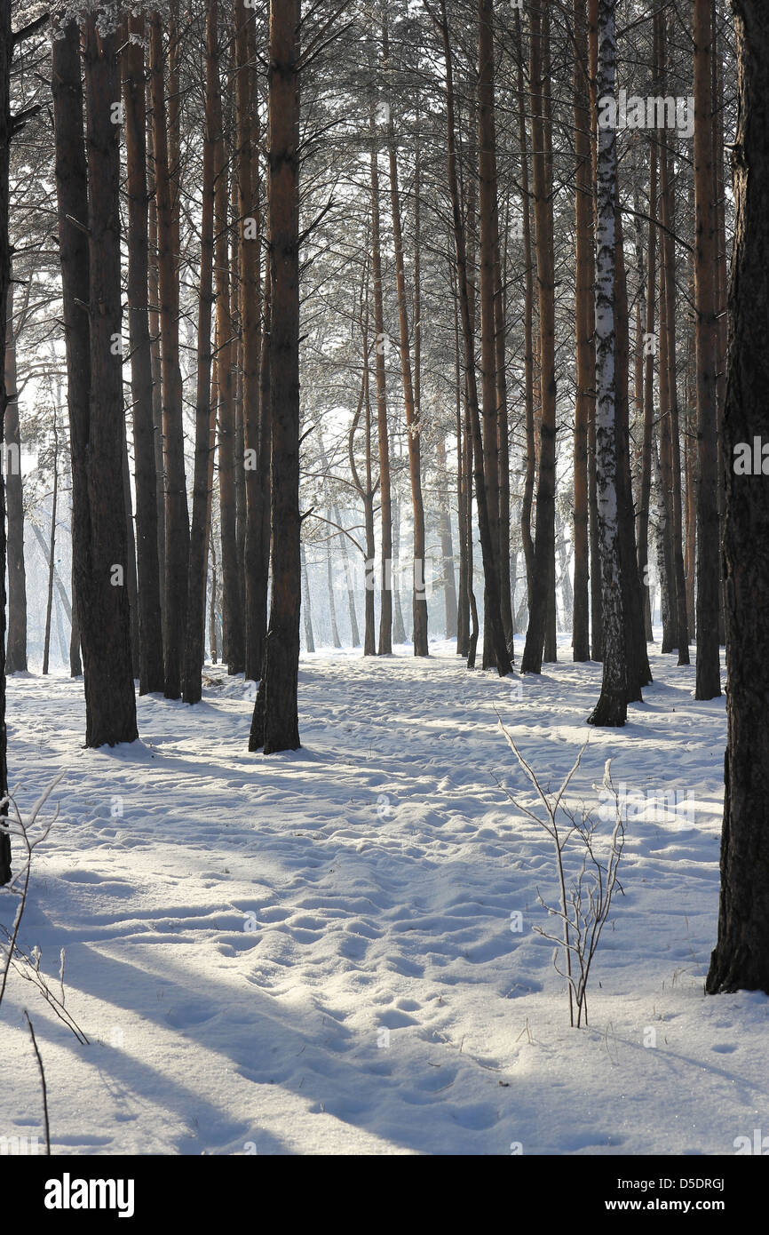 Winter Pine Forest with snow Stock Photo - Alamy